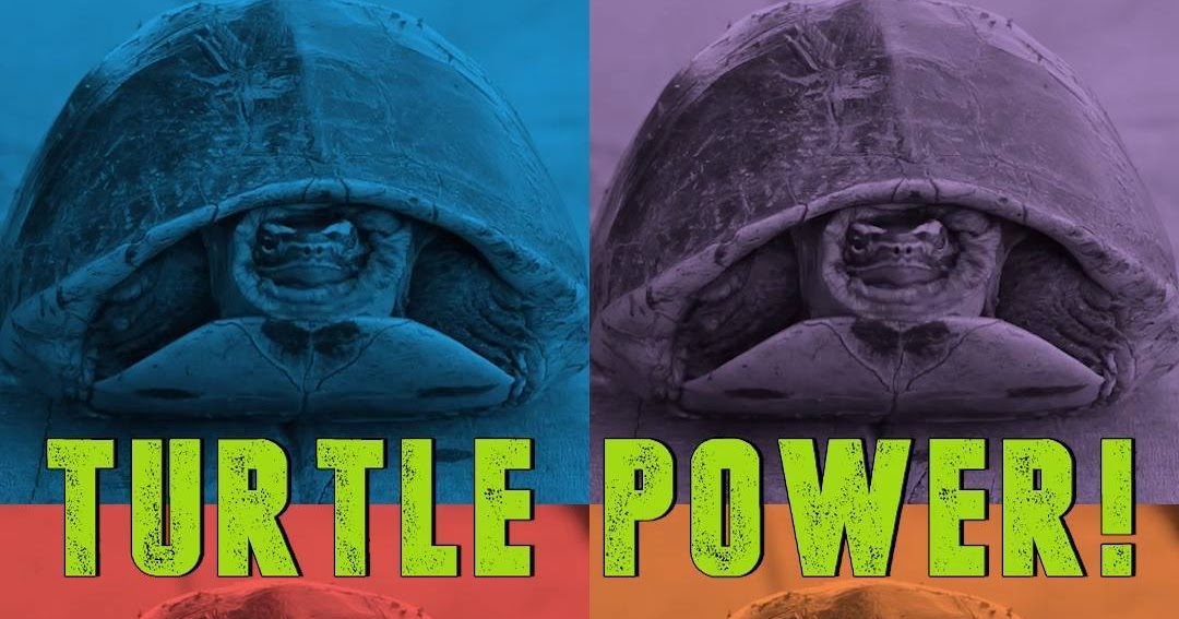 NickALive!: REAL Turtles Singing The 'Teenage Mutant Ninja Turtles ...