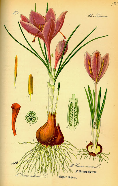 HOW TO GROW CROCUS |The Garden of Eaden
