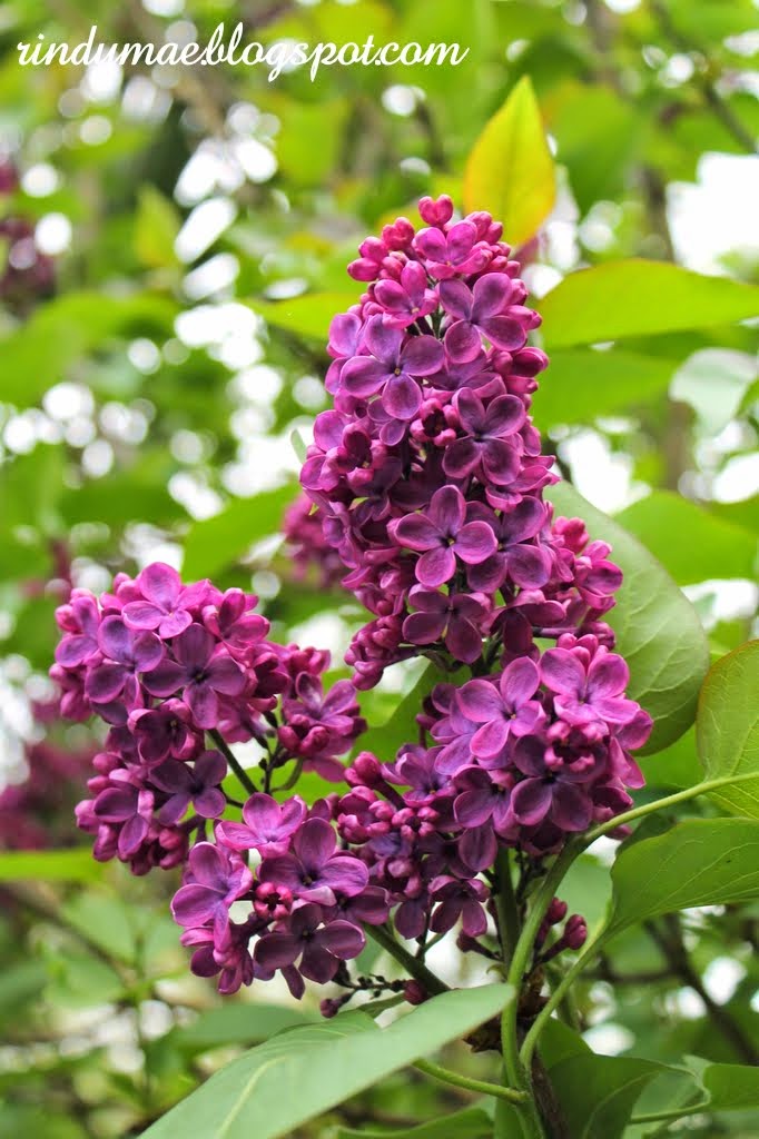 Rindy Mae: The Third Week Of April In The Backyard