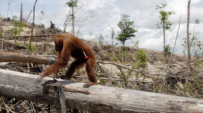 Casi el 70% de los animales salvajes desaparecerá en 2020 debido al ...