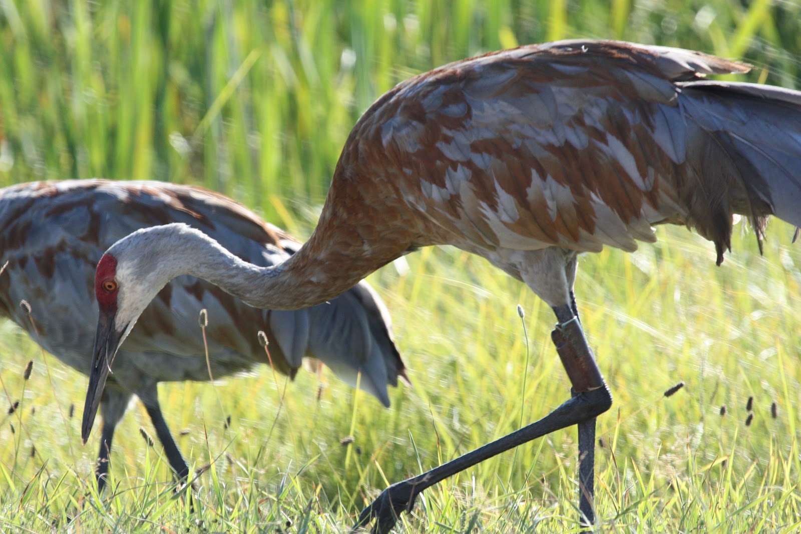 Wild life: crane images | wild birds