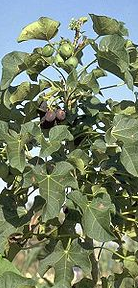 Macam-macam Jenis Tanaman Jarak, Ciri-ciri dan Manfaat Biji Jarak ...