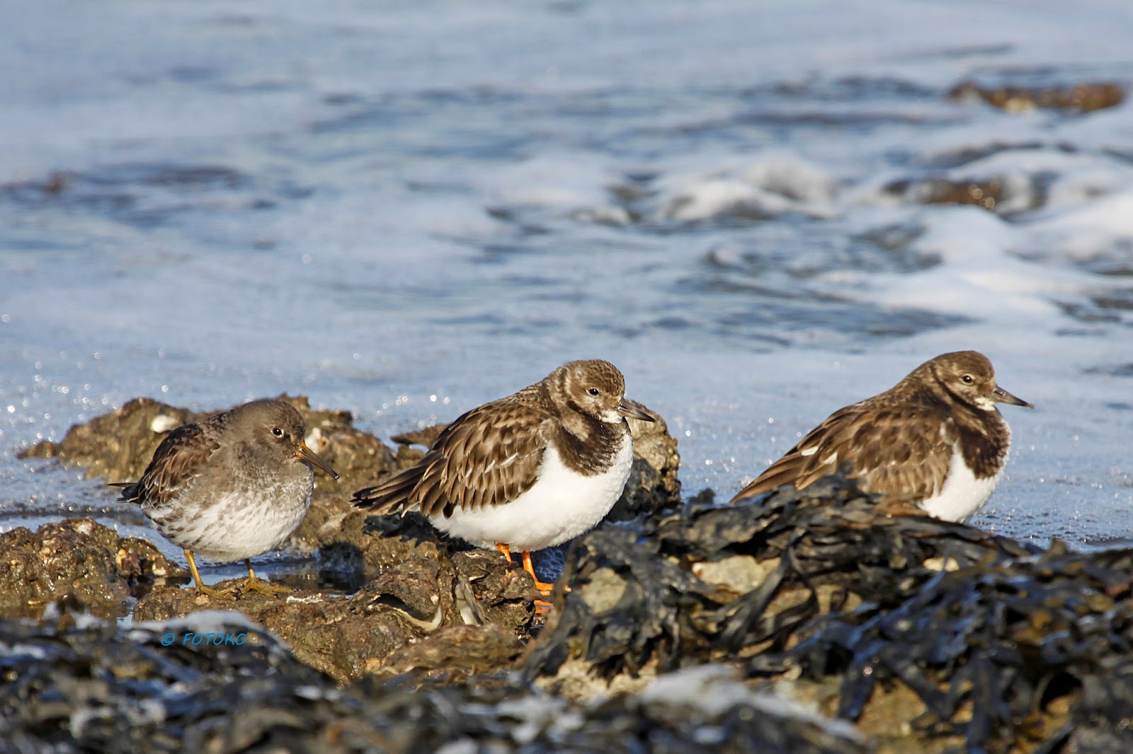 NatuurlijkNatuur: Paarse strandloper. [Calidris maritima]