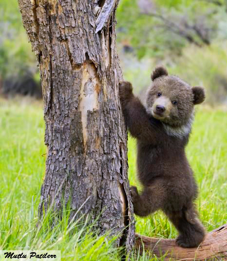Mutlu Patilerr: Ayılar ve Özellikleri / Characteristic of Bears