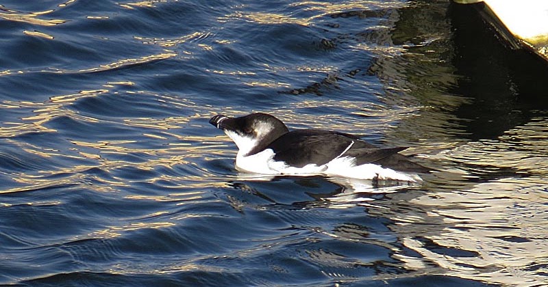 Bob the Birder: Rare visitor to Draycote Water.