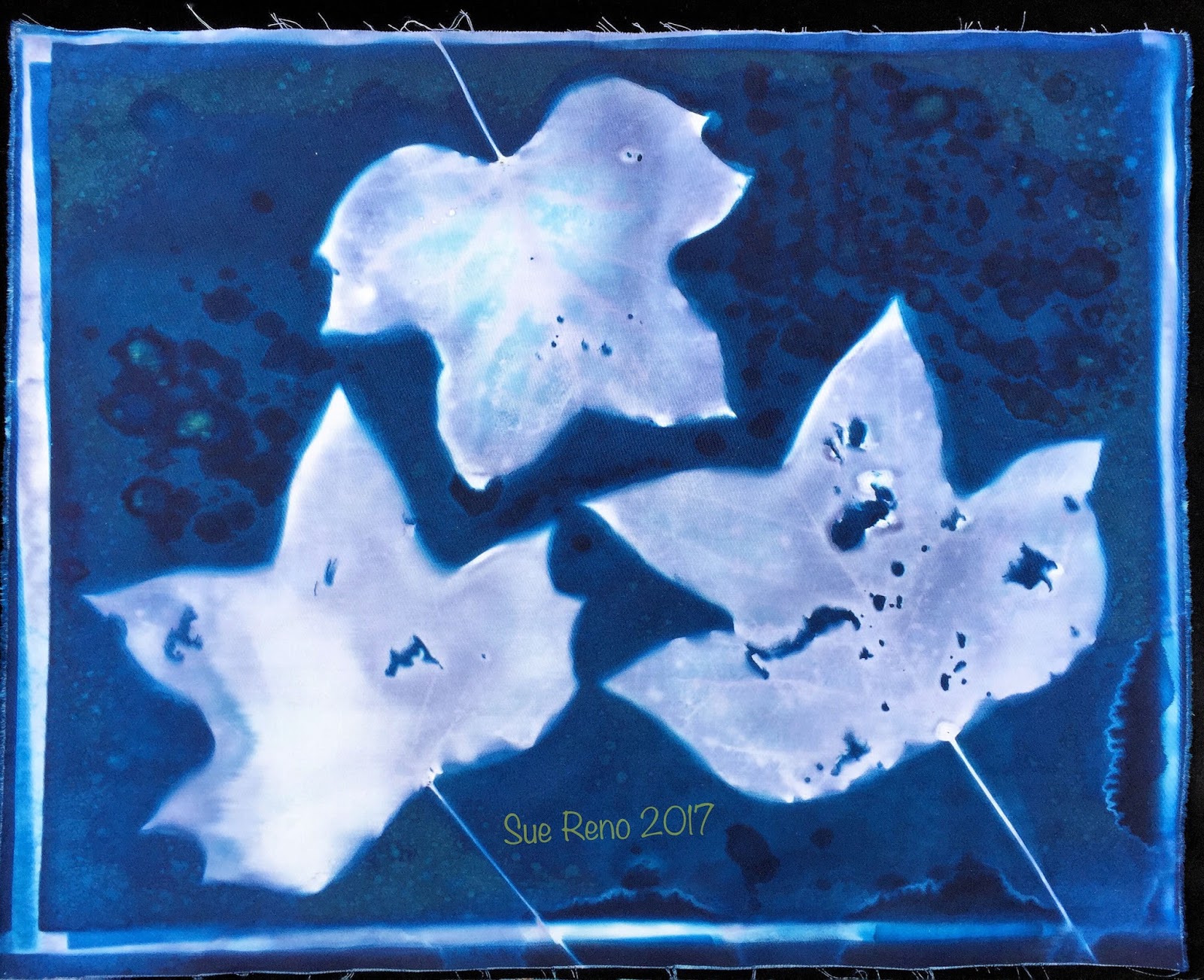 Sue Reno Studio: Experiments in wet cyanotype - part 13