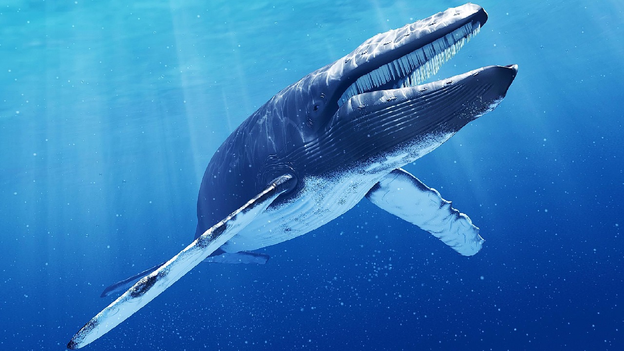 Los 5 animales más grandes del océano