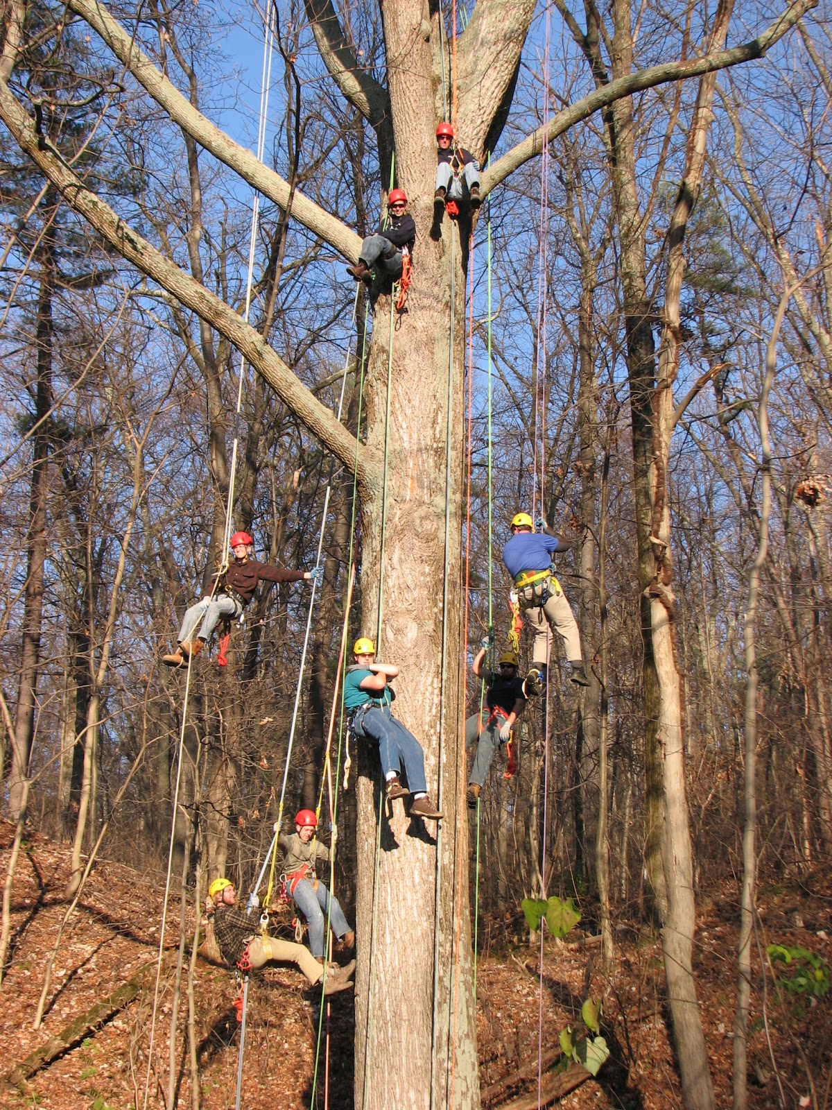 Forest Tech Happenings at Penn State Mont Alto: Climbing the BIG TREE!