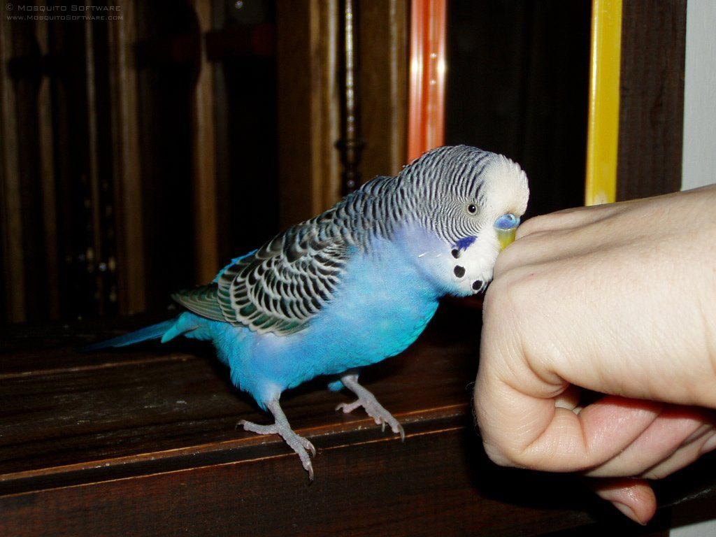 Budgies are Awesome: Wash your hands
