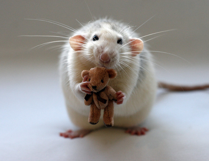 Funny And Cute Animals: Mouse Cute Photos-Pictures