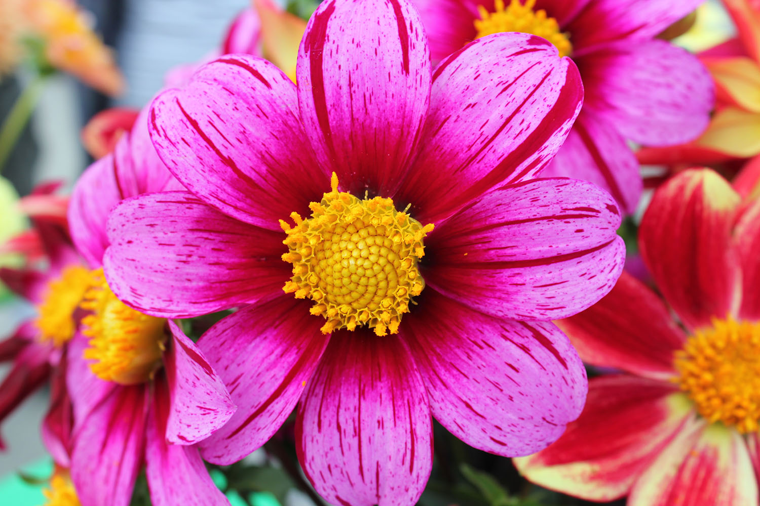 Diane Kappa: dahlias blooming everywhere