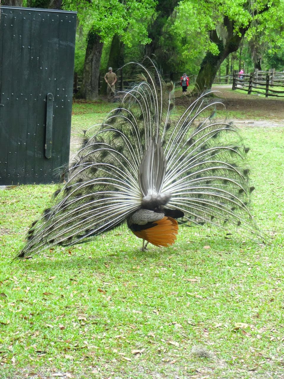 Scrumpdillyicious: Middleton Place & Gardens: A National Landmark