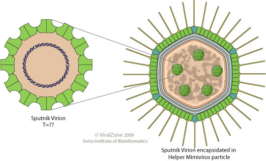 Virus Sputnik virophage ~ Virus Information