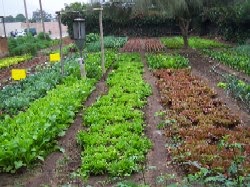 Mi biohuerto escolar :)