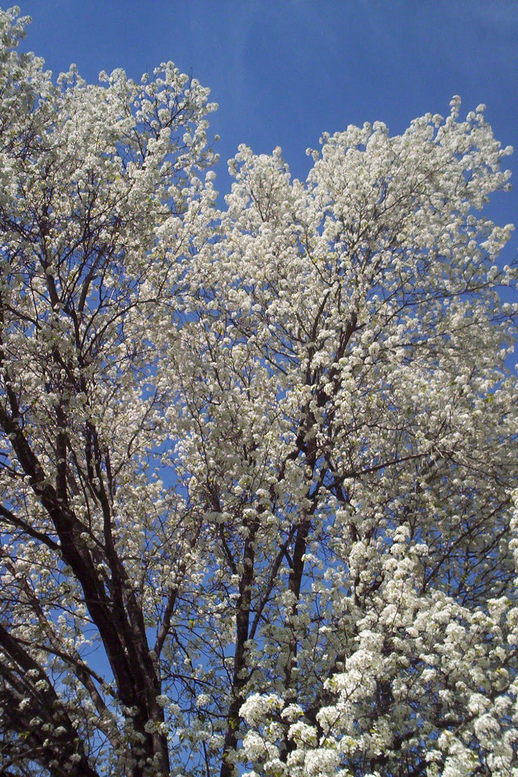 Catch of the Day: Sarvis Trees
