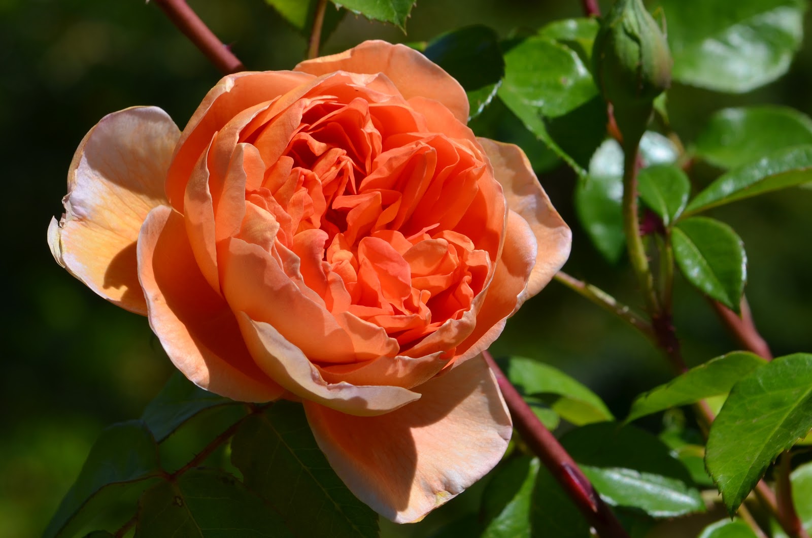 Rose Garden: October 2012