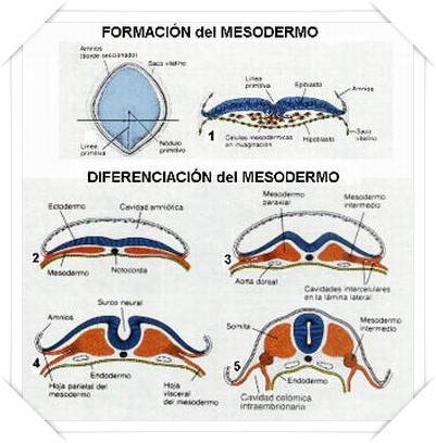 EMBRIOLOGIA: CAPITULO IV