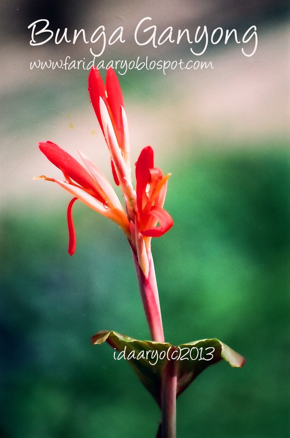 Ida's Homemade......: Juni 2013