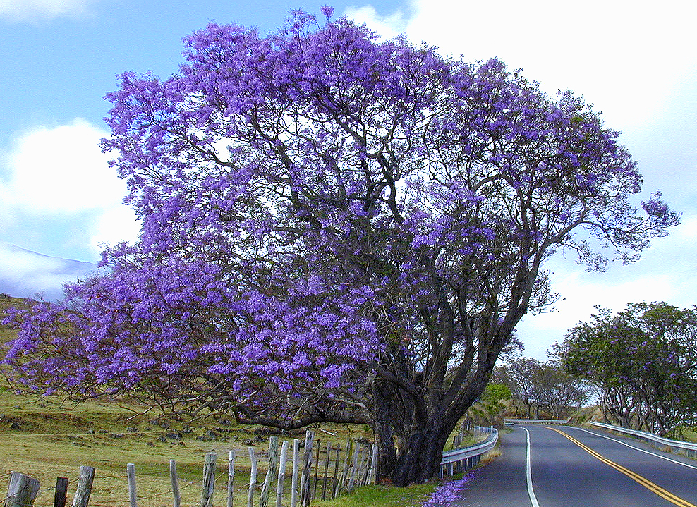 TAMAN SWARGALOKA: JACARANDA