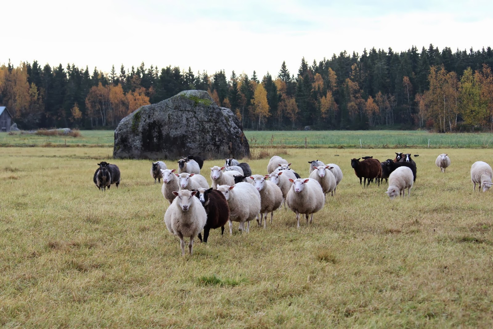 Hillevis Trådar: Åland sheep and Finnsheep