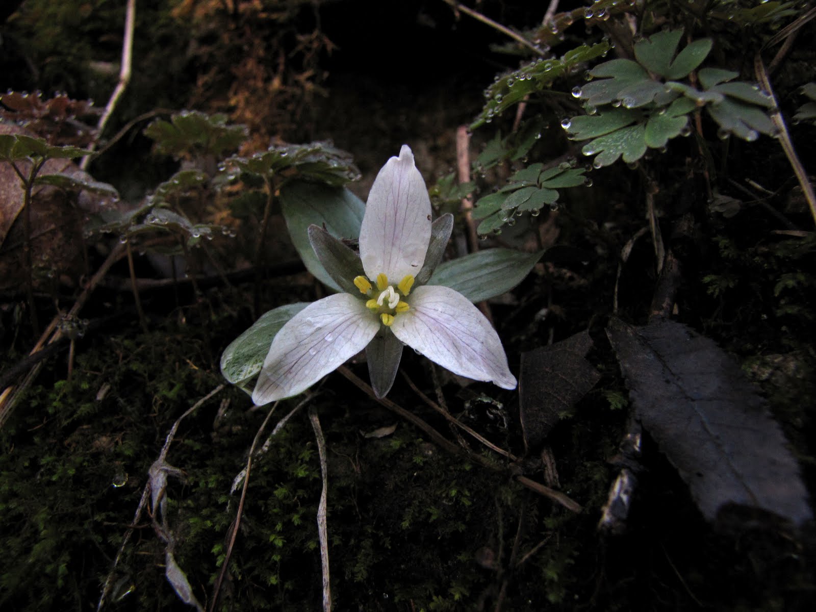 Through Handlens and Binoculars: Fear Not, Northerners!