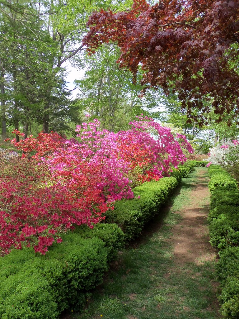 Orange explains it all: National Arboretum Azalea Collection