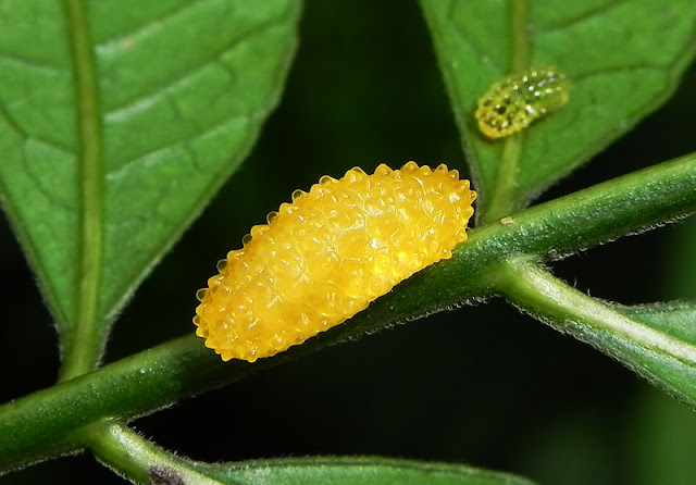 A JOIA DA NATUREZA - ACRAGA COA