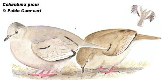 Argentina nativa: Torcacita común (Columbina picui)