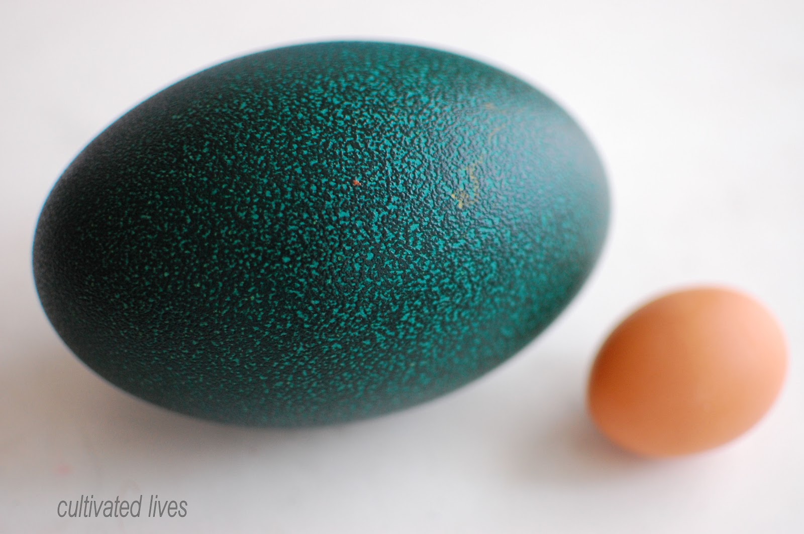 Adventures in Eating! - Heather Haupt