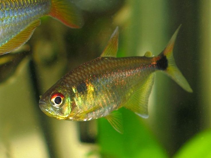 Popular Freshwater Aquarium Fish