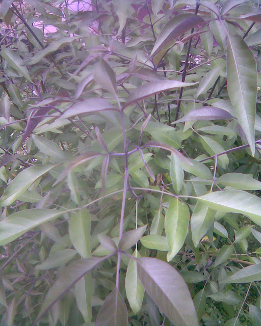 ADAT HIDUP MENEMPUH SUKA DAN DUKA: LEMUNI HITAM (Vitex trifolia).