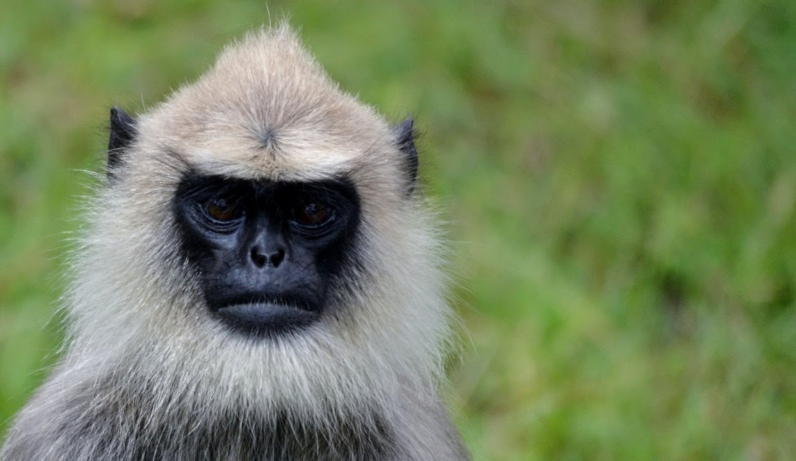 Los primates - Biología