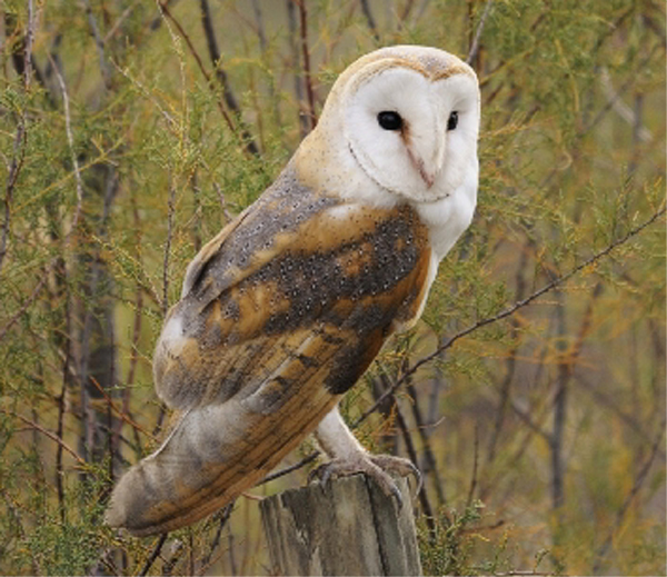 Mi Gran Canaria: LECHUZA, LA (SAN MATEO)