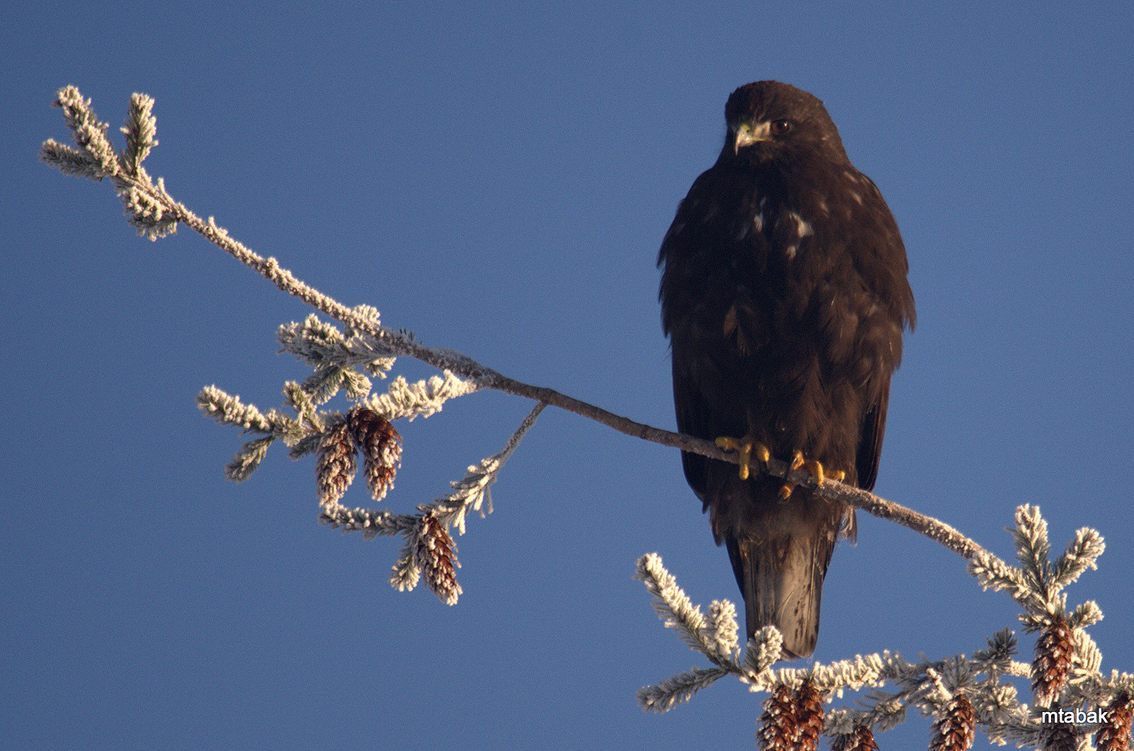 Hawk Identification Tips from every angle (Sharpie vs Cooper and Red ...