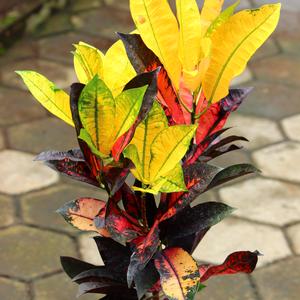 Wikipedia Tanaman: Serba Serbi Tanaman Puring| Info Tanaman Hias Serba ...