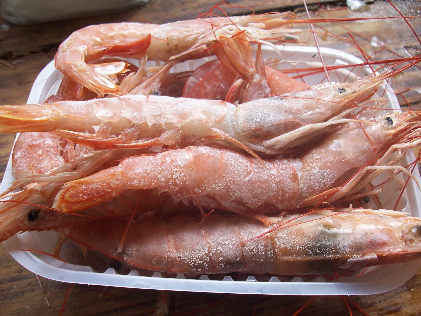 La Casa De La Carnada: LA MEJOR CARNADA !!!!!!!!! 3