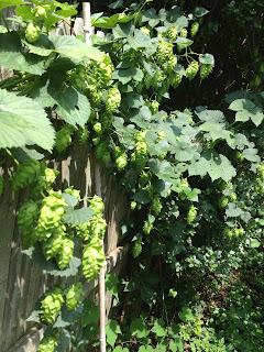 Richard's Homebrew: Hops - Growing