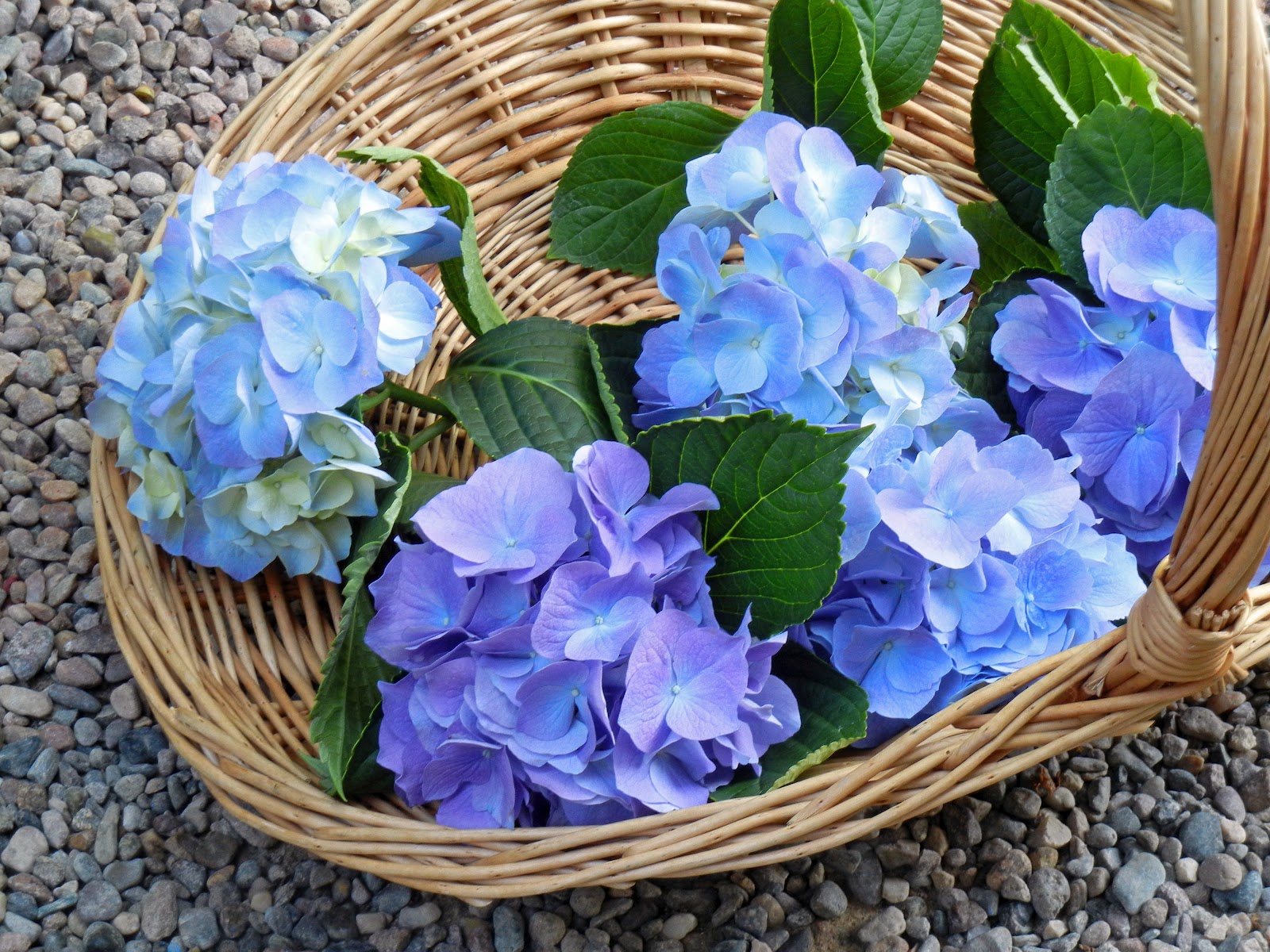 My Painted Garden: Painting Blue Hydrangeas