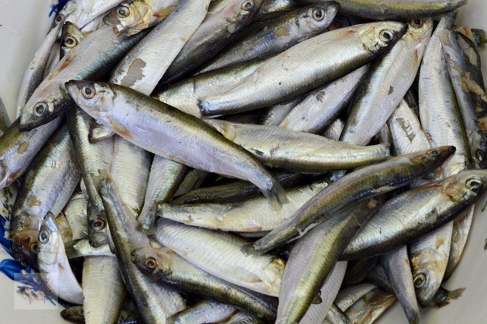 Sprot prajit (Hamsii prajite) - CAIETUL CU RETETE