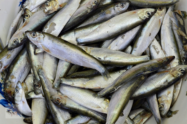 Sprot prajit (Hamsii prajite) - CAIETUL CU RETETE