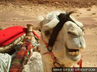 The Glass Character: They're wacky! They're fun! They're camel GIFs