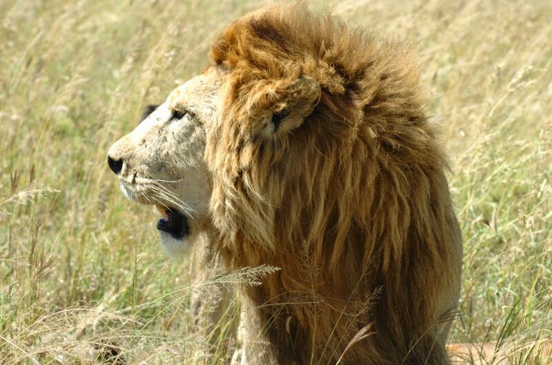 UTALII TANZANIA : PICHA MBALIMBALI ZA SIMBA KATIKA HIFADHI YA SERENGETI ...