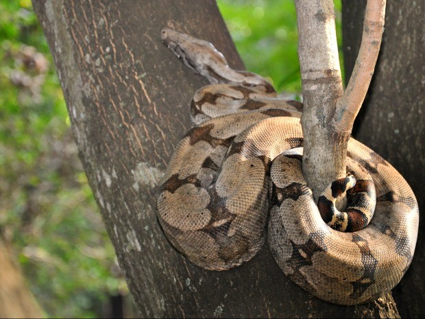 BIBOCA AMBIENTAL : PLANETA ÁRVORE