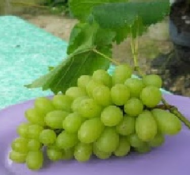 MSH-ANGGOR: ANGGUR ( LONG WHITE MALAGA)