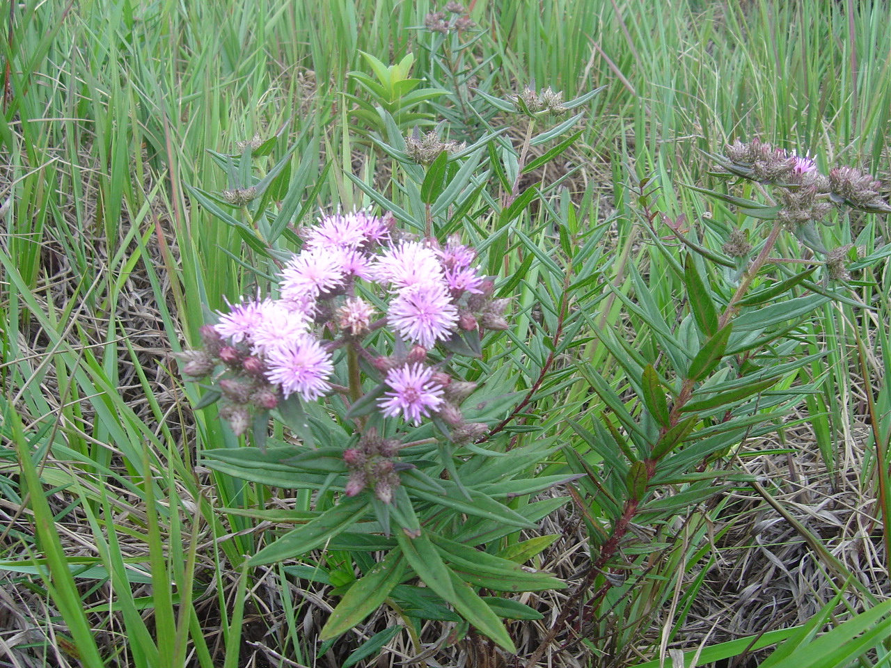 Asteraceae: Por que a Família Asteraceae?
