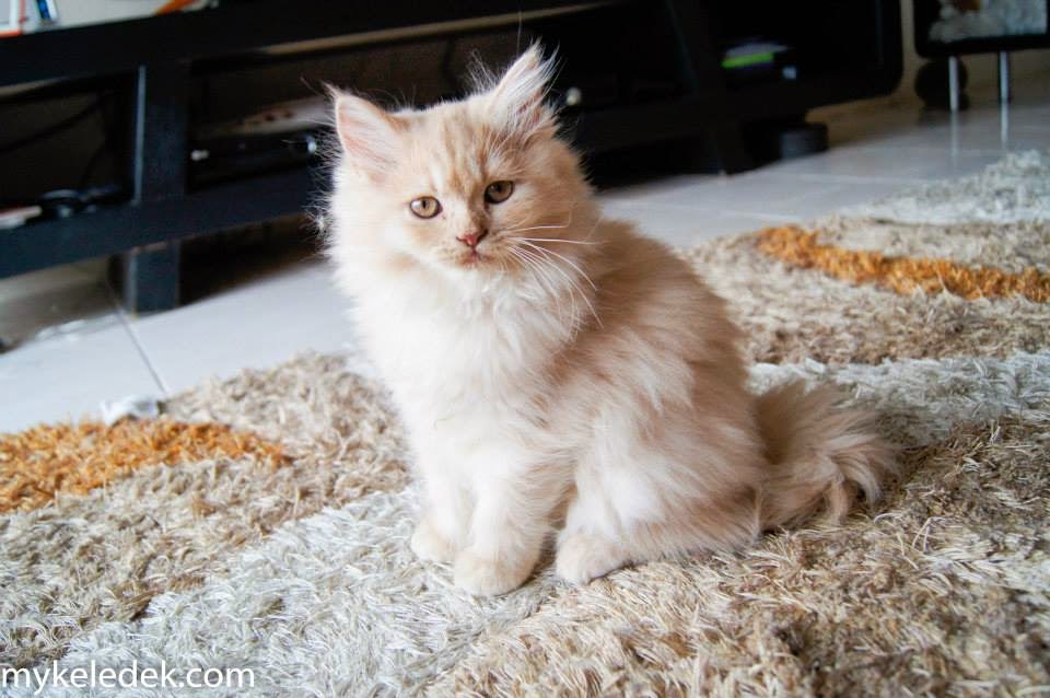 penjual kucing sarawak