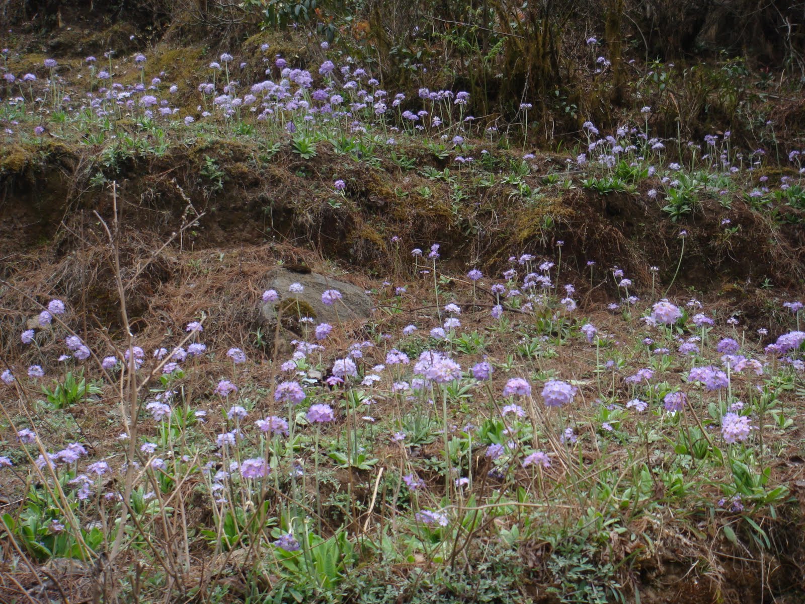 A Protest of Romance: July 2011