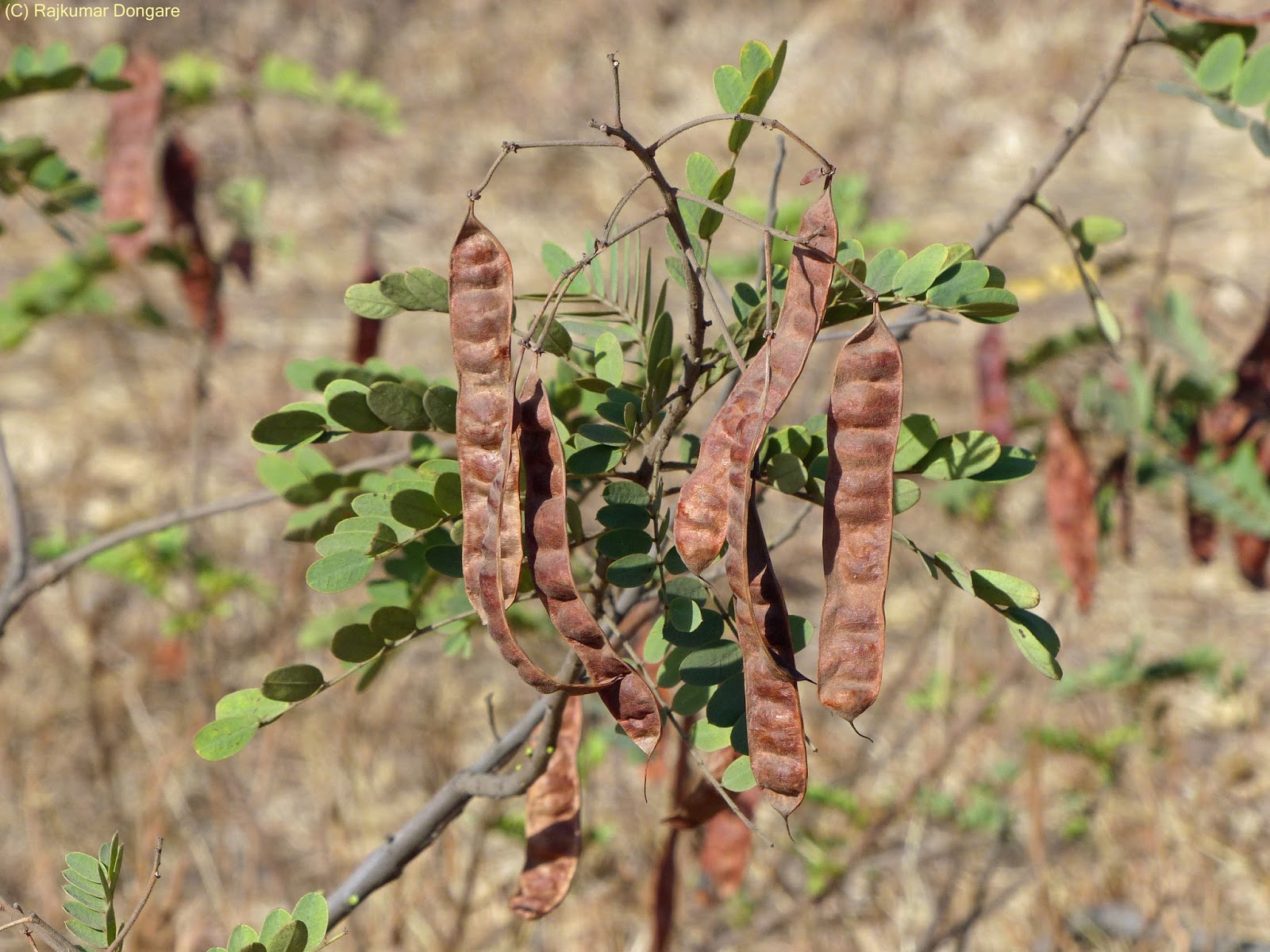 वनधन सह्याद्रीचे: Flowers: Tanner’s cassia, avaram, Maura tea tree ...