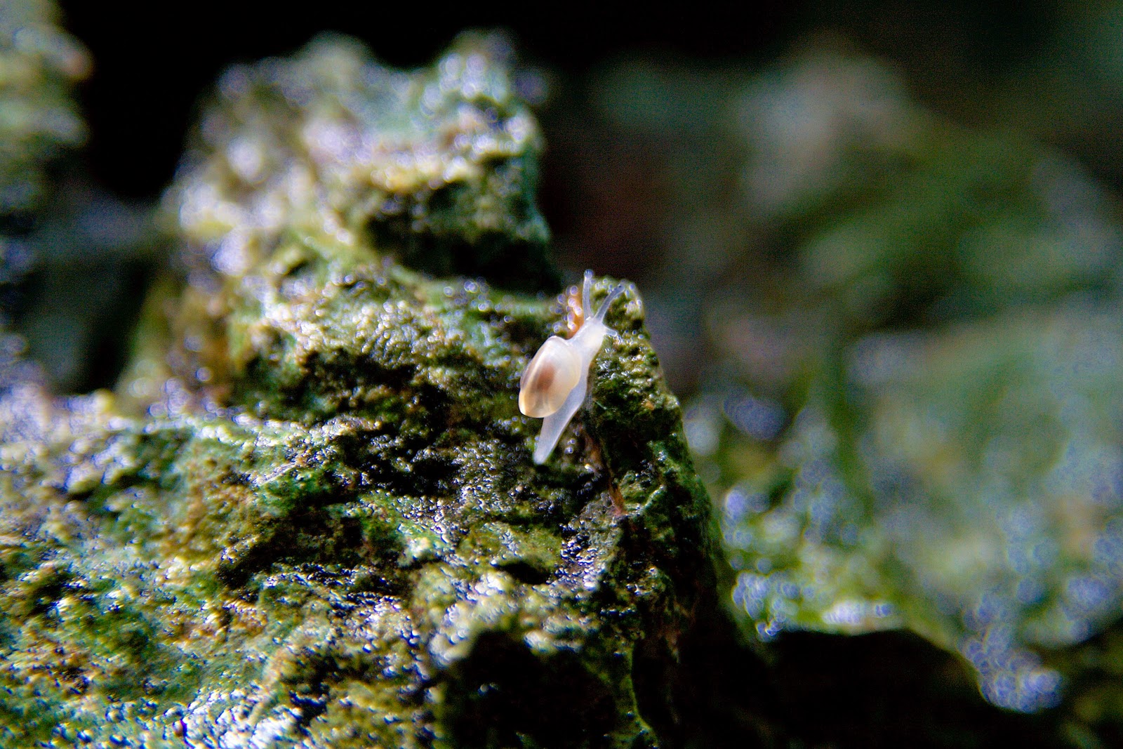 Smallest snail I've ever seen in my garden (Sorry for bad quality) : r ...