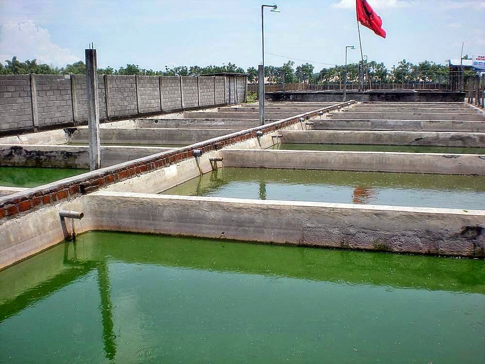 Budidaya Ikan Lele Di Lahan Sempit